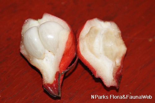 NParks | Baccaurea angulata