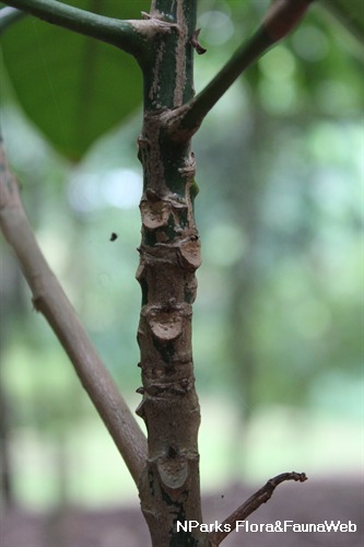 NParks | Baccaurea angulata
