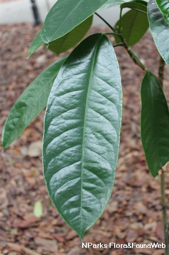 NParks | Baccaurea angulata