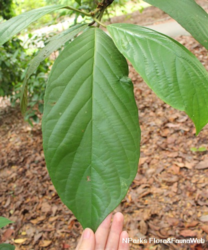 NParks | Baccaurea polyneura