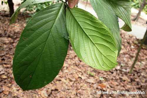 NParks | Baccaurea brevipes