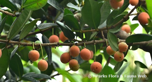 NParks | Garcinia nitida