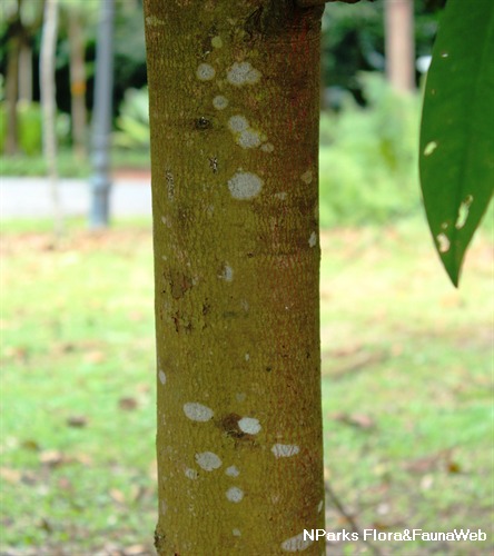 NParks | Kostermansia malayana