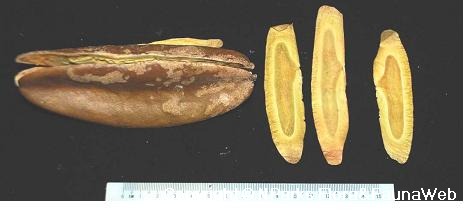 NParks | Lophopetalum pallidum