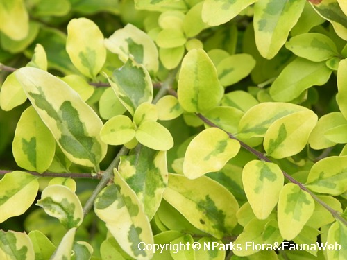 NParks | Ligustrum 'Lemon Lime and Clippers'