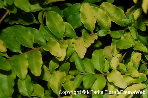 NParks | Ligustrum 'Lemon Lime and Clippers'