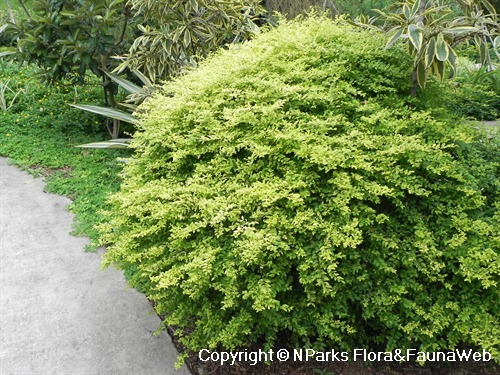 NParks | Ligustrum 'Lemon Lime and Clippers'