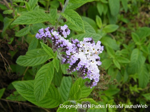 NParks | Ruellia simplex
