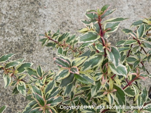 NParks | Abelia × grandiflora'Variegata'
