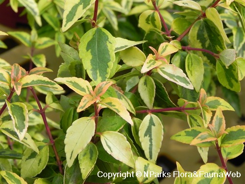NParks | Abelia × grandiflora'Variegata'