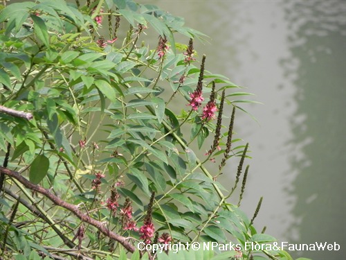 NParks | Indigofera