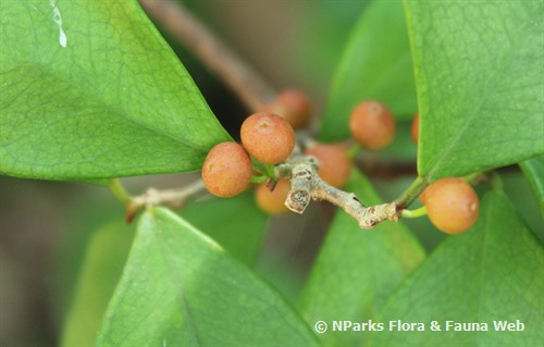 NParks | Ficus triangularis