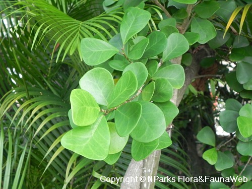 NParks | Ficus triangularis