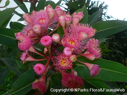 NParks | Corymbia 'Summer Beauty'