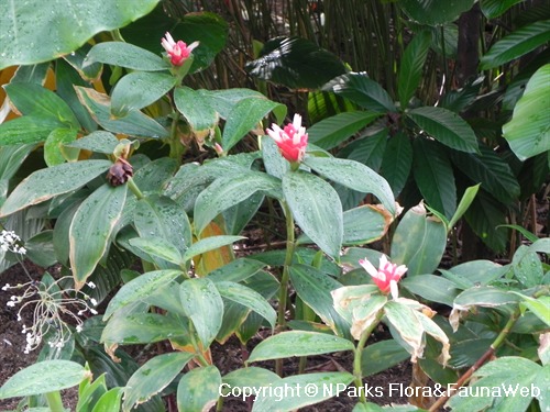 NParks | Costus chartaceus