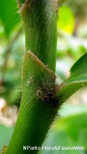 NParks | Costus chartaceus