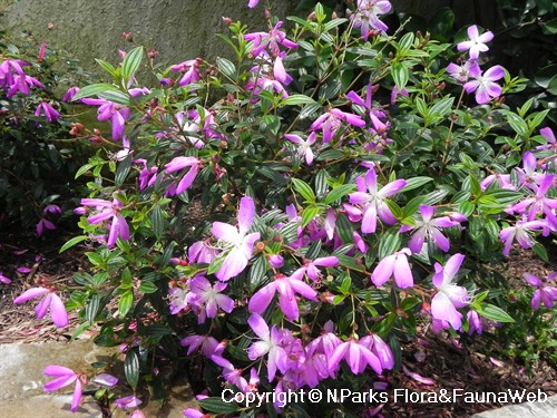 NParks | Phoenix roebelenii