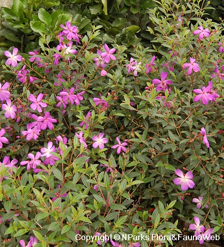 NParks | Tibouchina granulosa (pink flowers)