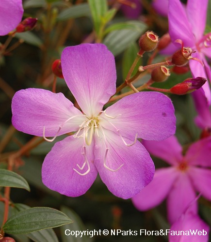 NParks | Tibouchina granulosa (pink flowers)