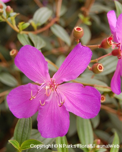 NParks | Tibouchina granulosa (pink flowers)