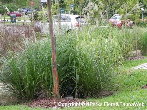 NParks | Urochloa maxima