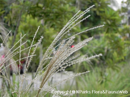 NParks | Urochloa maxima
