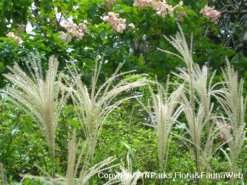 NParks | Miscanthus 'Giganteus'(variegated)