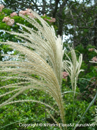 NParks | Miscanthus 'Giganteus'(variegated)