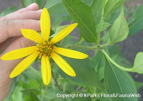 NParks | Helianthus tuberosus
