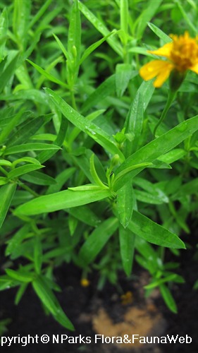 NParks | Tagetes lucida