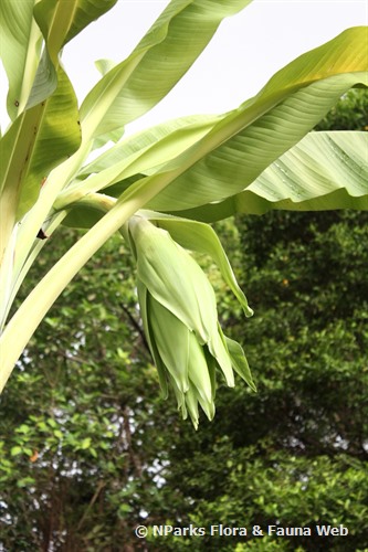 NParks | Ensete glaucum