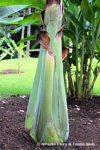NParks | Ensete glaucum