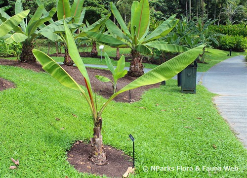 NParks | Ensete ventricosum