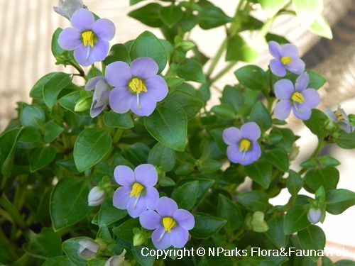 NParks | Exacum affine