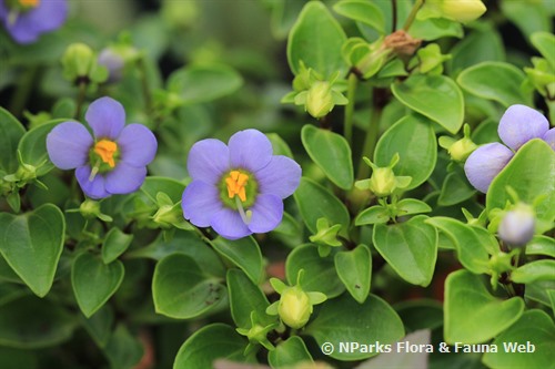 NParks | Exacum affine