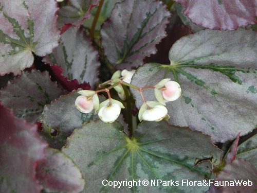 NParks | Begonia U192 'Martin's Mystery'