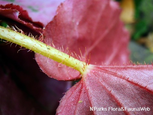 NParks | Begonia U192 'Martin's Mystery'
