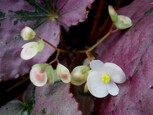 NParks | Begonia U192 'Martin's Mystery'