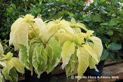 NParks | Pisonia grandis (variegated)