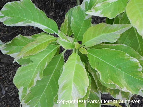 NParks | Pisonia grandis (variegated)