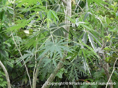NParks | Jatropha multifida