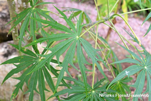 NParks | Jatropha multifida