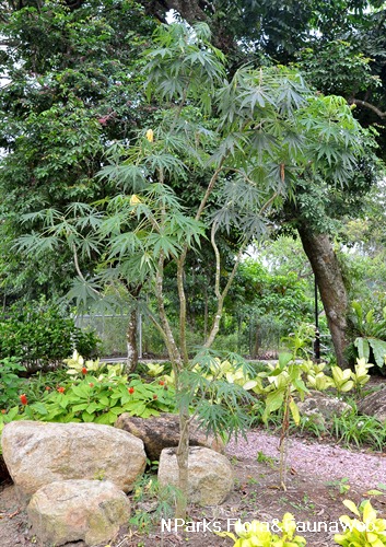 NParks | Jatropha multifida