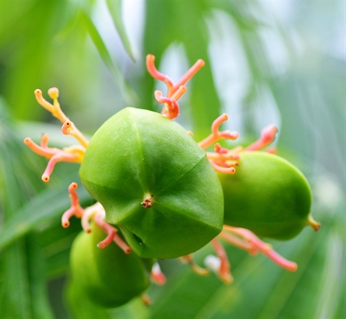 NParks | Jatropha multifida