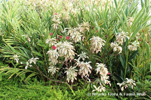 NParks | Jatropha integerrima (variegated)