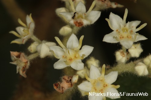 NParks | Commersonia bartramia