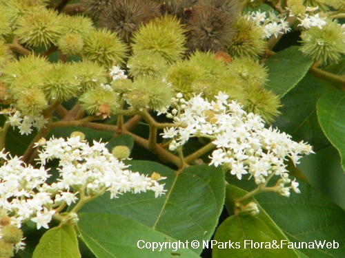 NParks | Commersonia bartramia