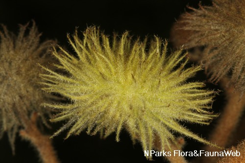 NParks | Commersonia bartramia