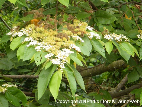 NParks | Spatholobus ferrugineus