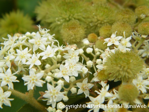 NParks | Commersonia bartramia